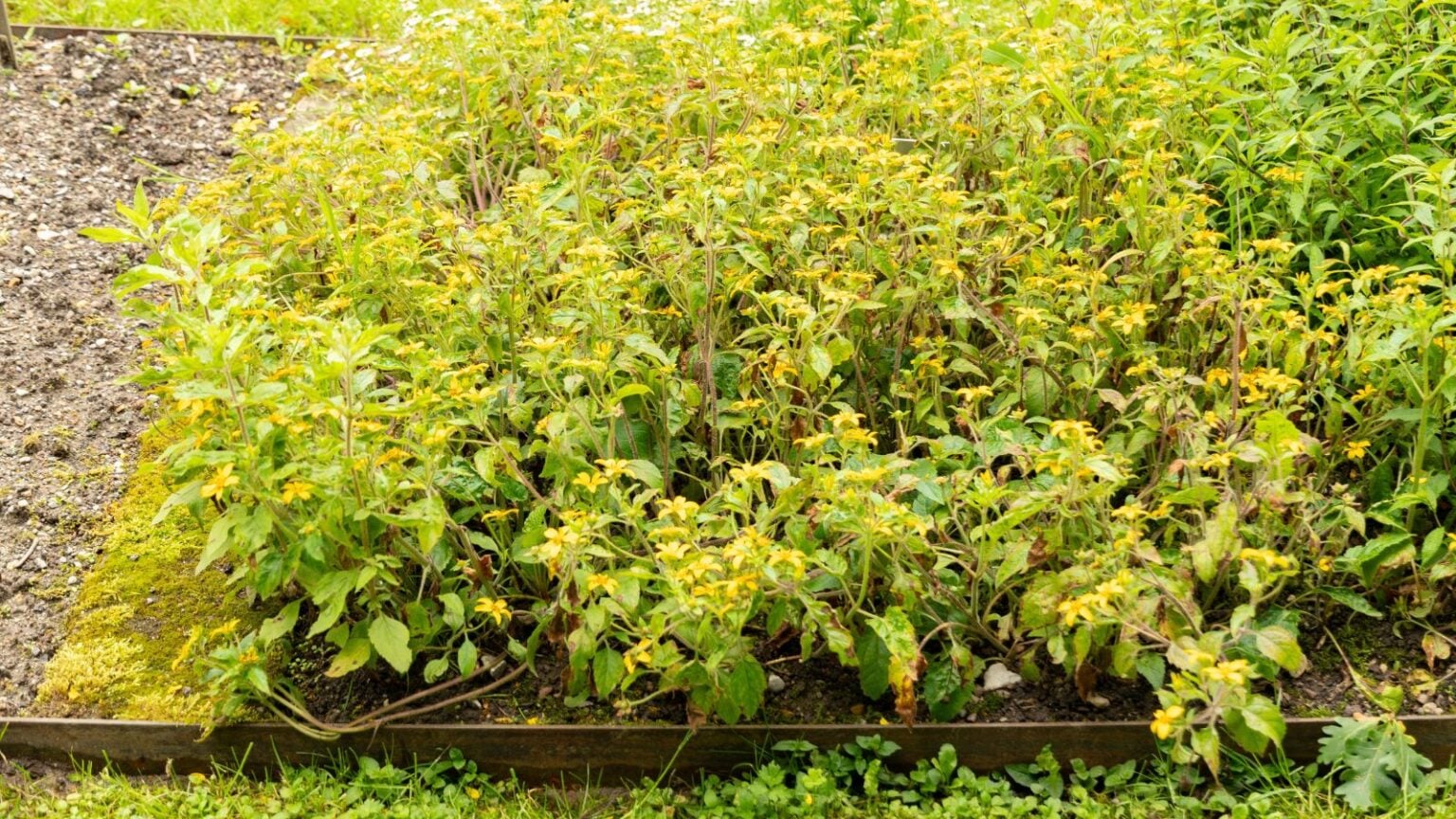How to Plant, Grow, and Care for Chrysogonum virginianum