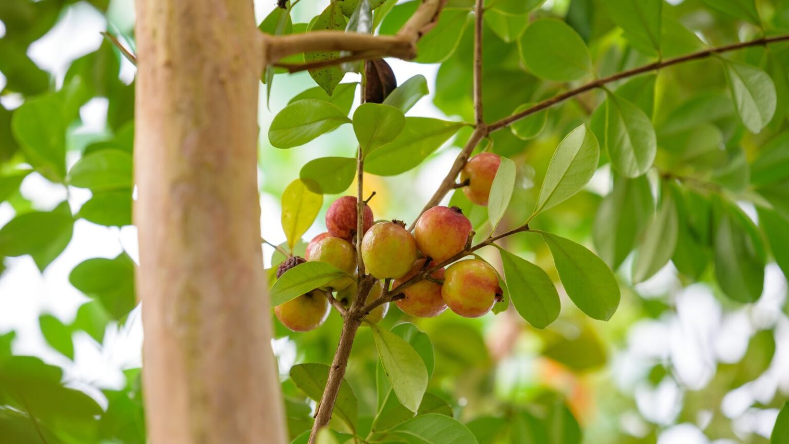 How to Plant, Grow, and Care for Strawberry Guava Tree