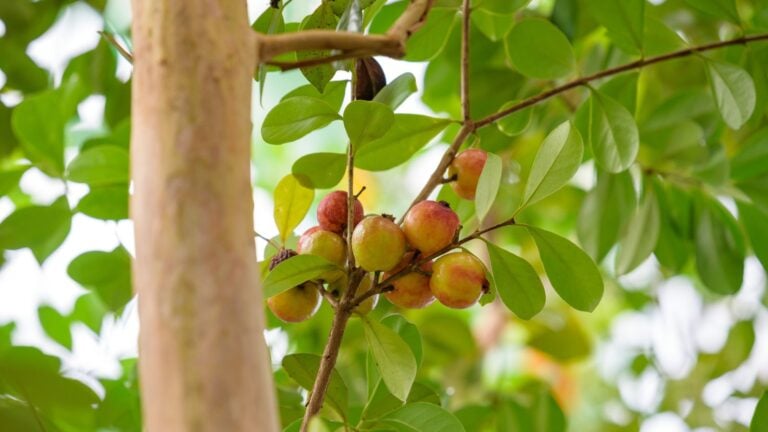 How to Plant, Grow, and Care for Strawberry Guava Tree