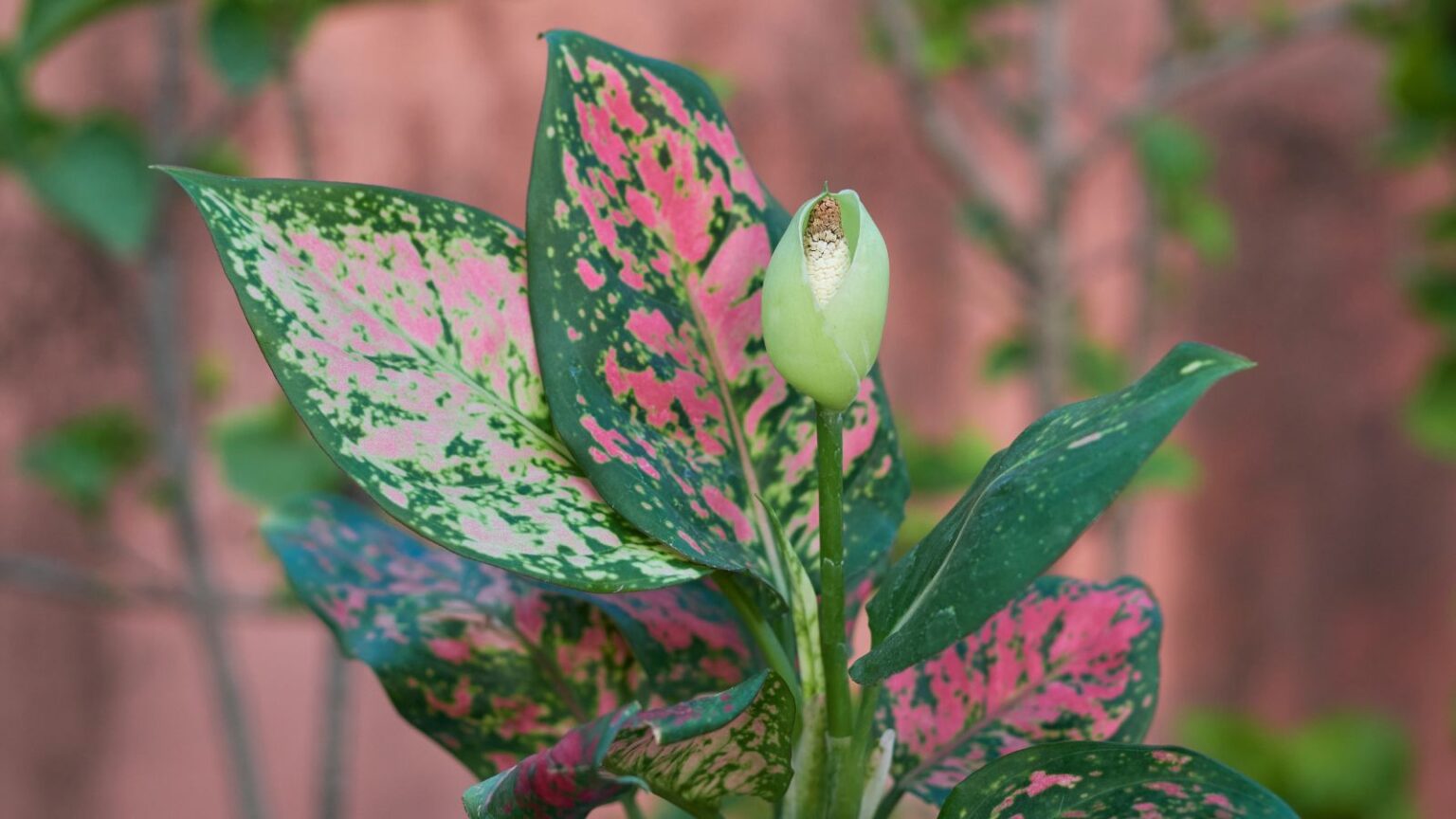 How to Plant, Grow, and Care for Aglaonema