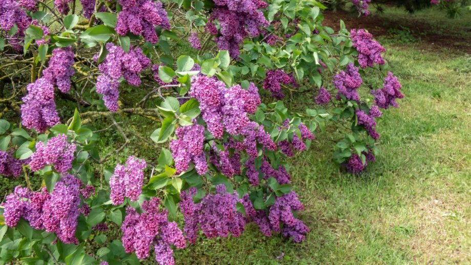 13 Shrubs You Should Buy Bare-Root