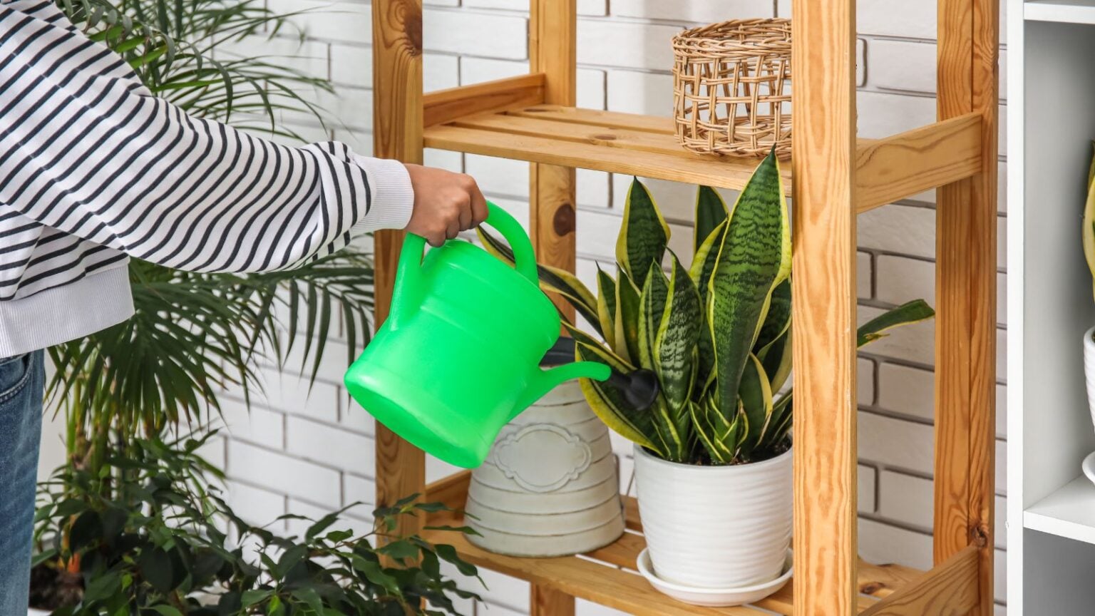 9 Ways to Protect Vulnerable Perennial Plants from Winter Damage