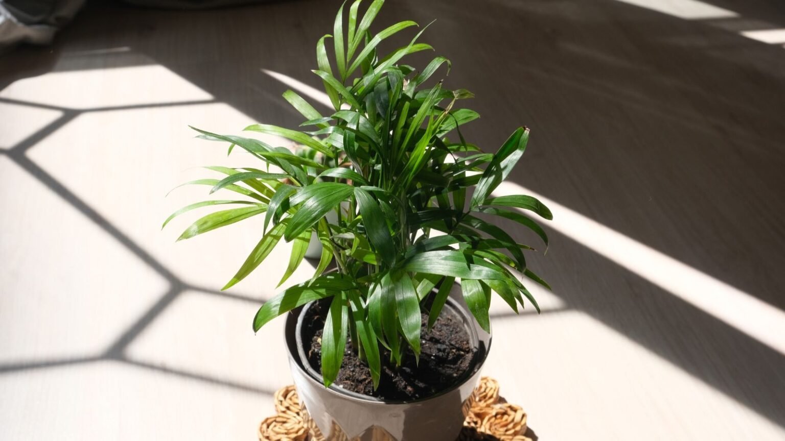 How to Plant, Grow, and Care for Parlor Palm