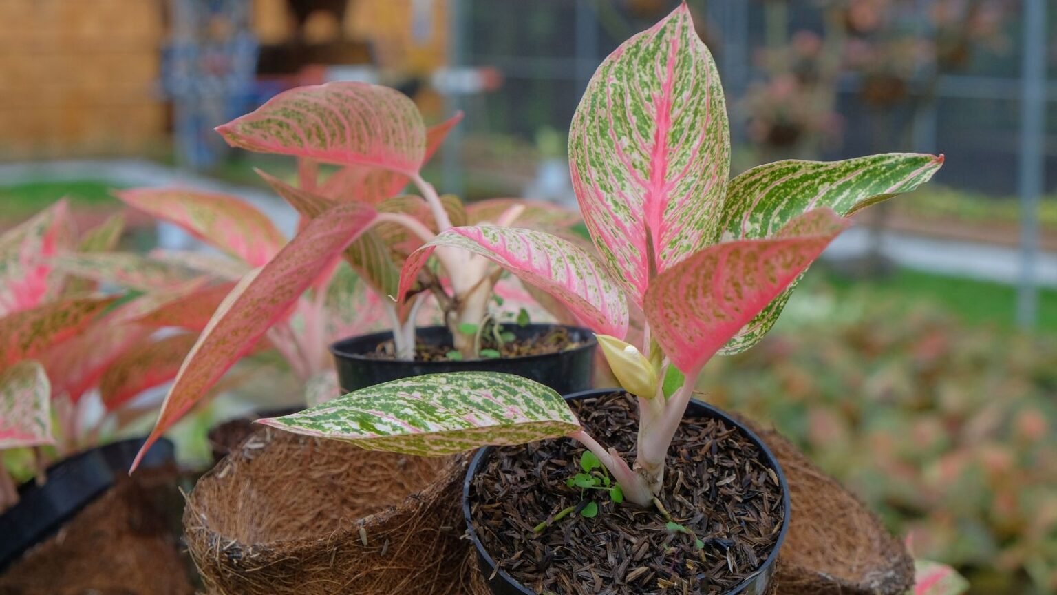 How to Plant, Grow, and Care for Aglaonema