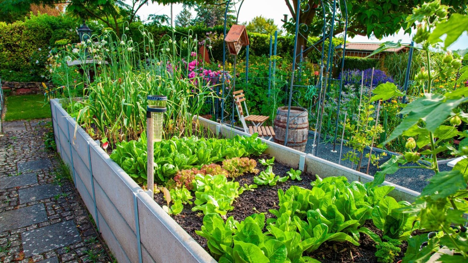 How to Plan a Vegetable Garden Layout Step-by-Step
