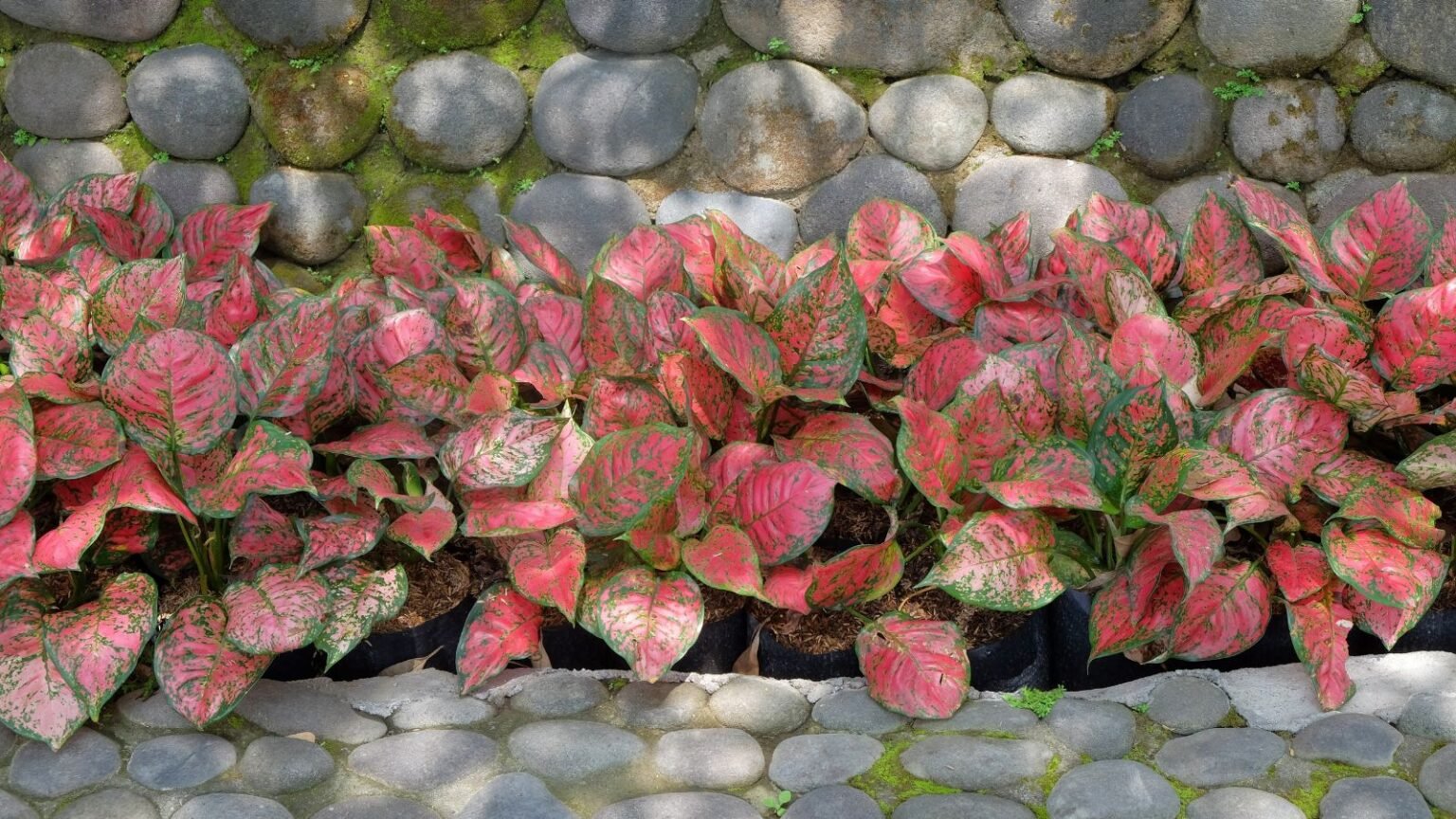 How to Plant, Grow, and Care for Aglaonema