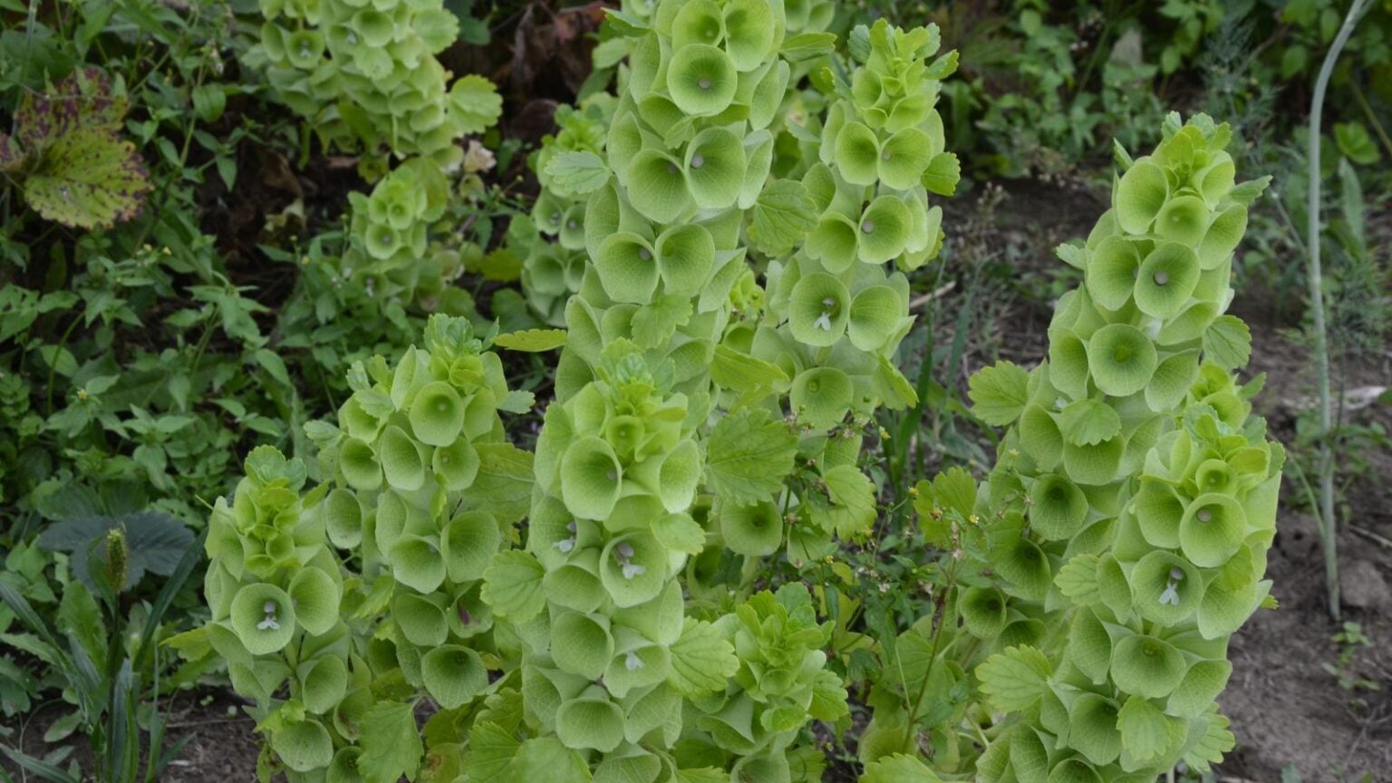How to Plant, Grow, and Care for Bells of Ireland