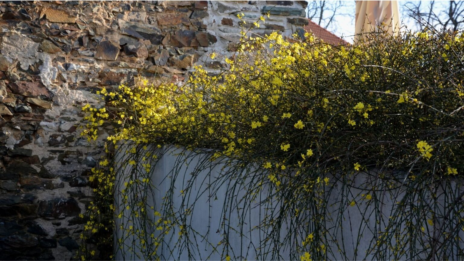How to Plant, Grow, and Care for Winter Jasmine