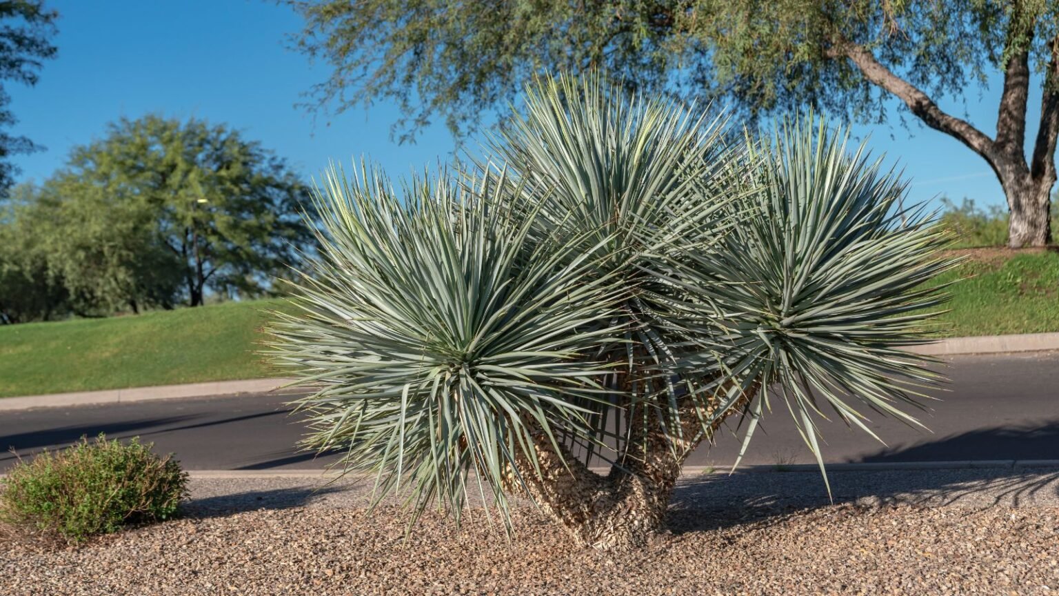 How to Plant, Grow, and Care for Yucca Rostrata