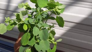 How to Plant, Grow, and Care for Papalo Herb