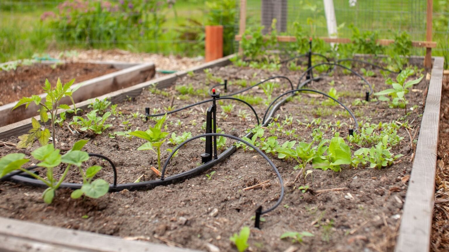 How to Plan a Vegetable Garden Layout Step-by-Step