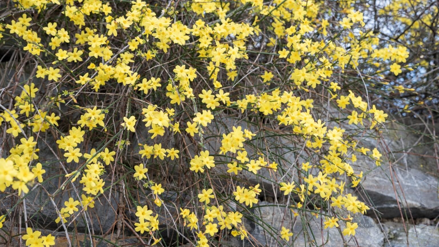 How to Plant, Grow, and Care for Winter Jasmine