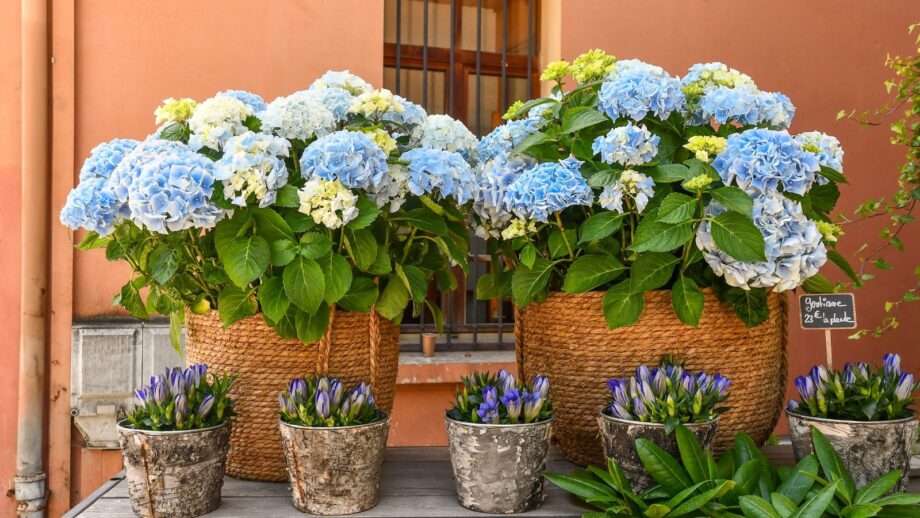 9 Benefits of Planting Hydrangeas in Fall