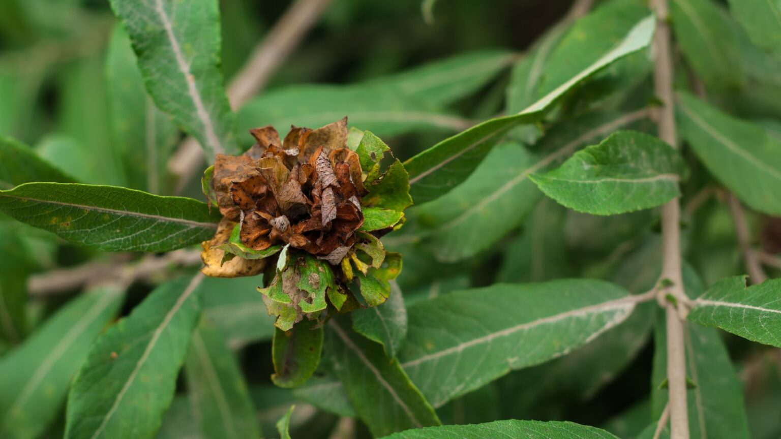 Why Your Camellia Didn’t Bloom This Year and How to Fix It