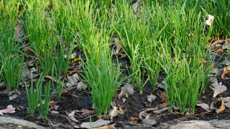 How to Plant, Grow, and Care for Chives