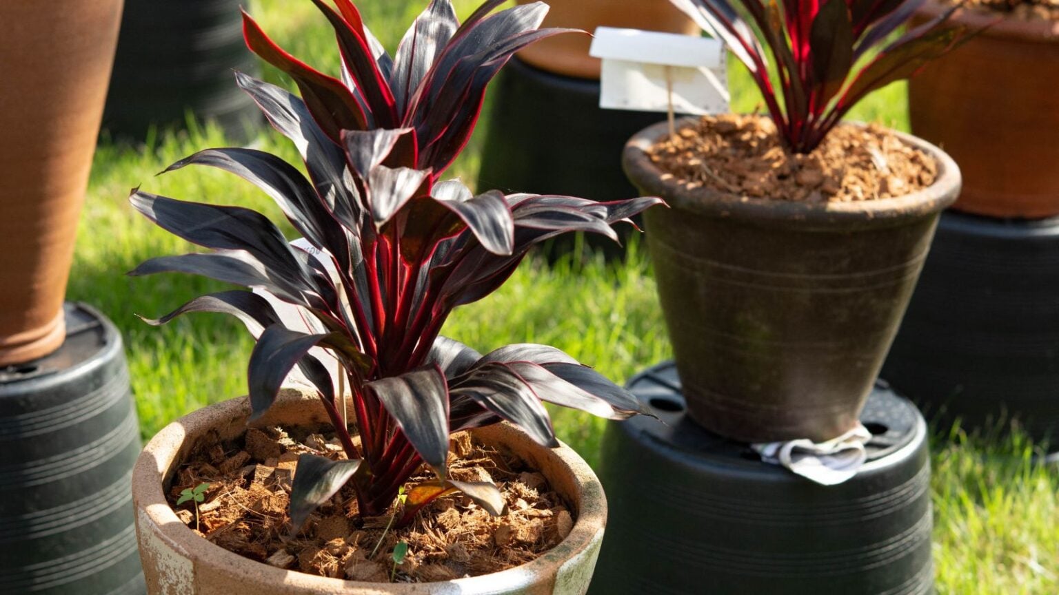 How to Plant, Grow, and Care for Hawaiian Ti Plant