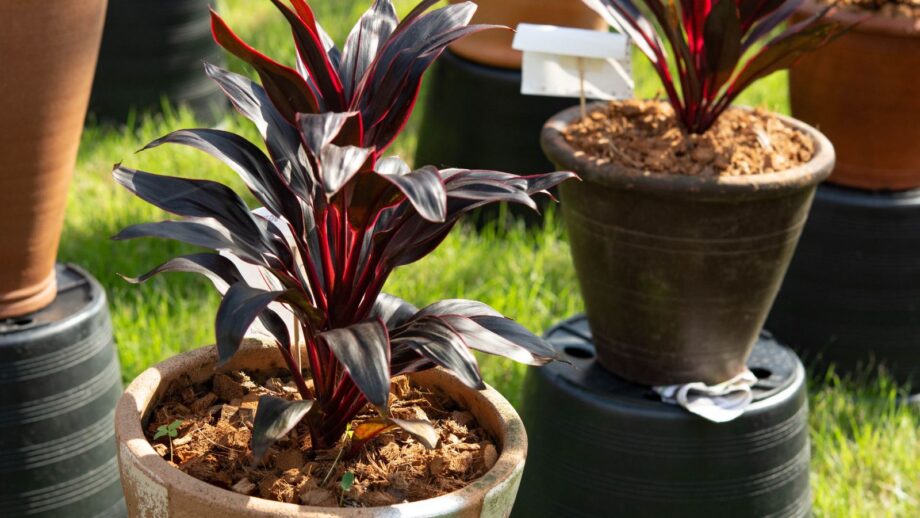 How to Plant, Grow, and Care for Hawaiian Ti Plant