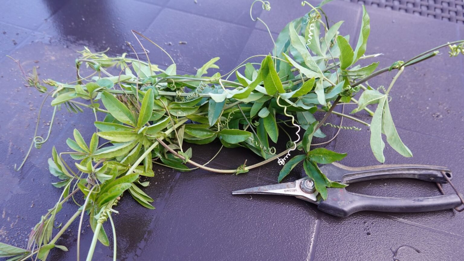 How to Plant, Grow, and Care for Passion Flower