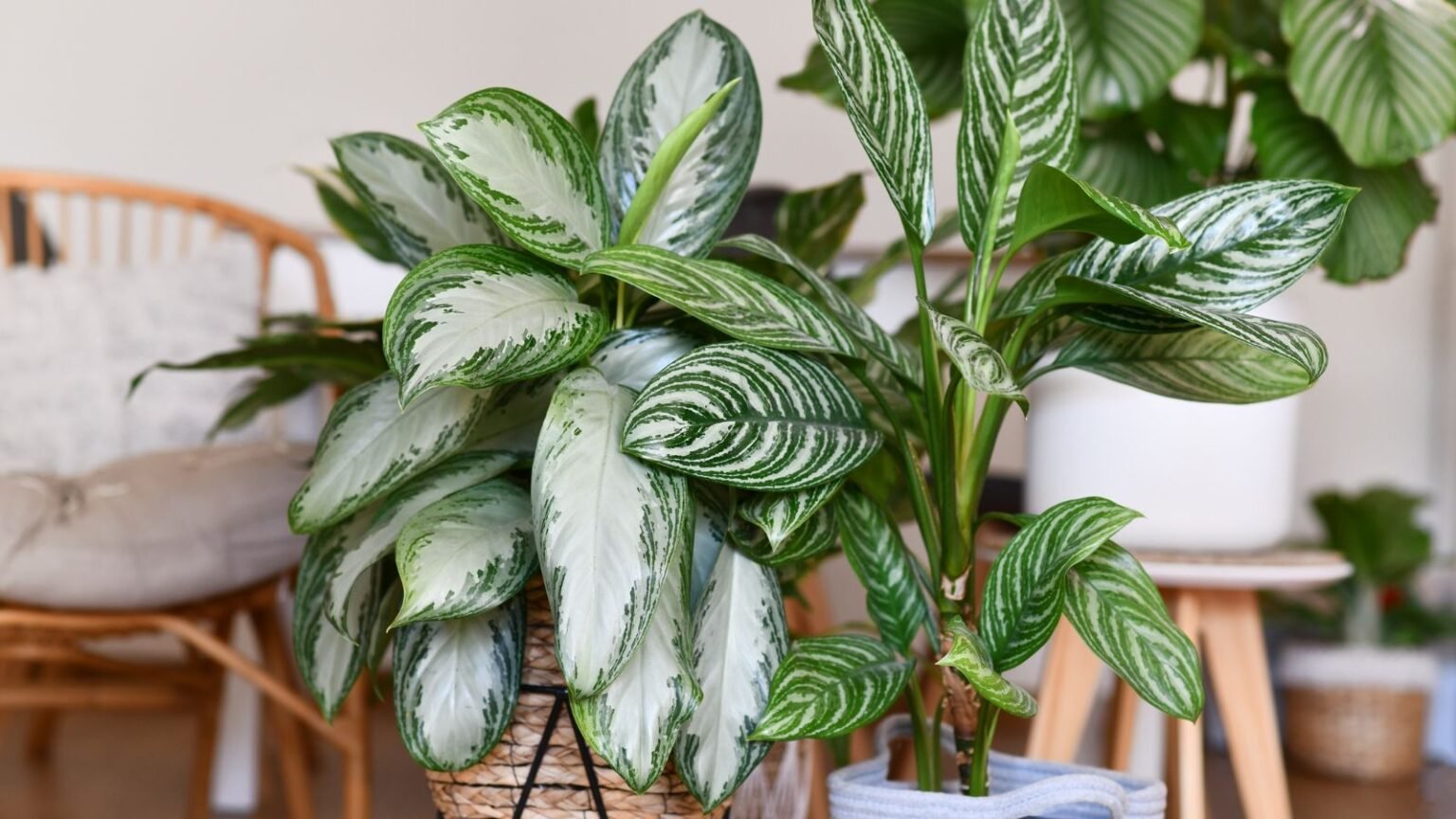 How to Plant, Grow, and Care for Aglaonema