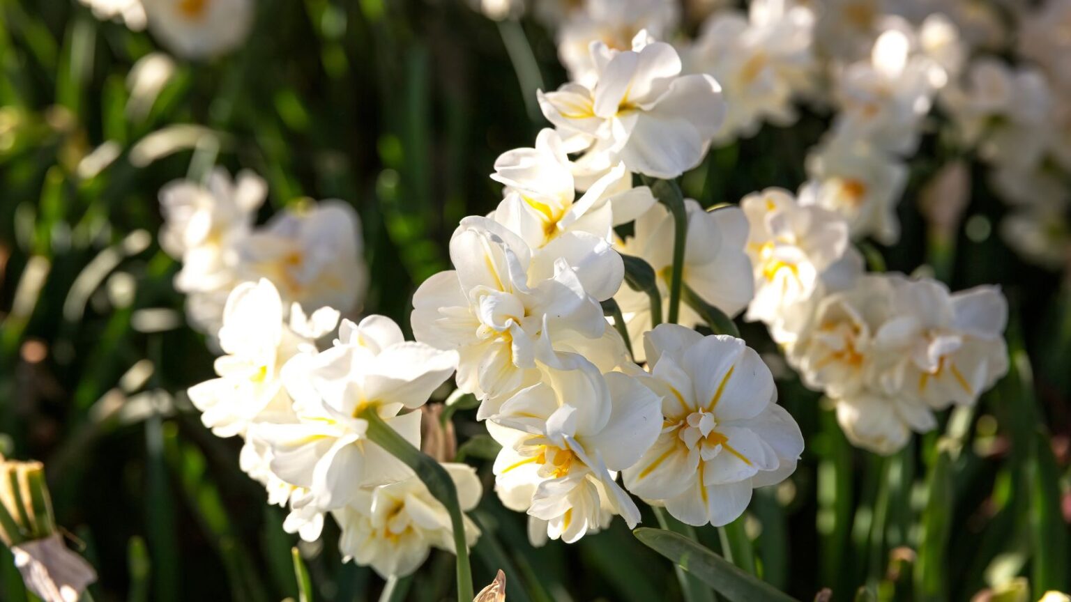 How to Plant a Lasagna Bulb Garden For Months of Blooms