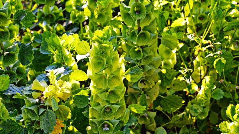 How to Plant, Grow, and Care for Bells of Ireland