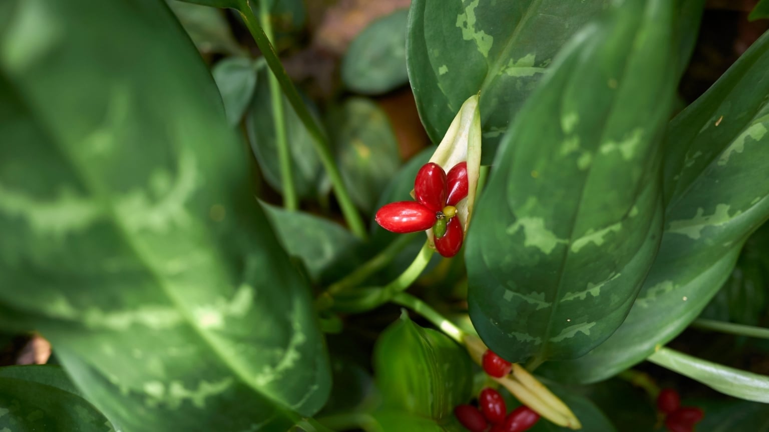 17 Best Houseplants for Allergy Sufferers