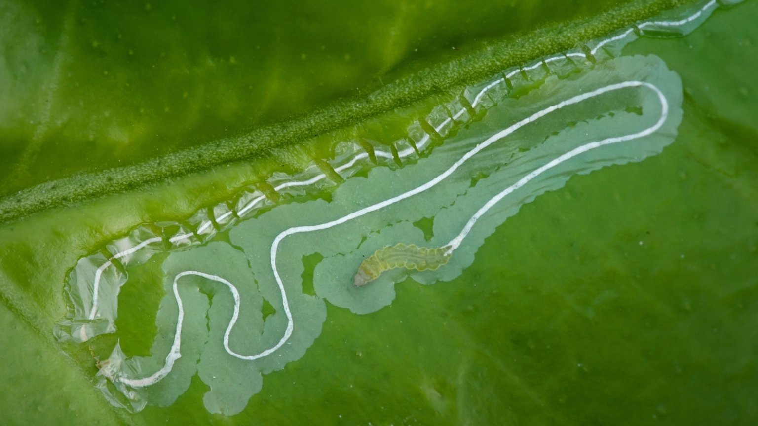 9 Citrus Tree Pests to Watch For This Season