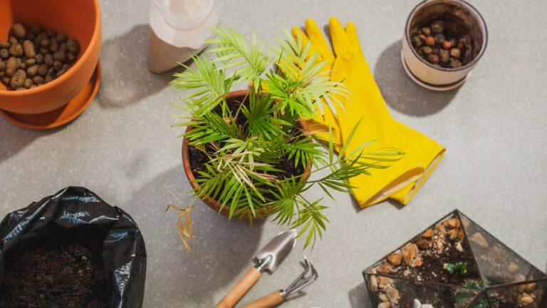 How to Plant, Grow, and Care for Parlor Palm