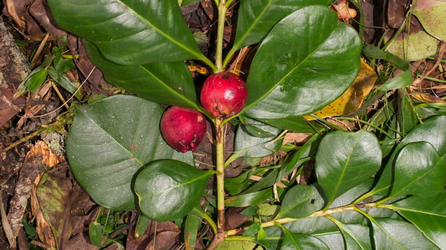 How to Plant, Grow, and Care for Strawberry Guava Tree