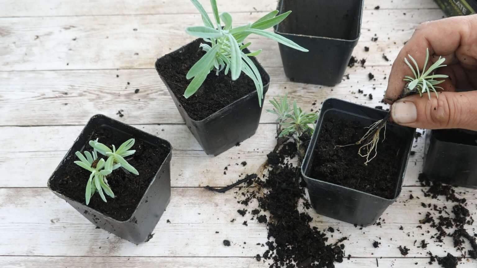 How to Propagate Lavender in 5 Ways