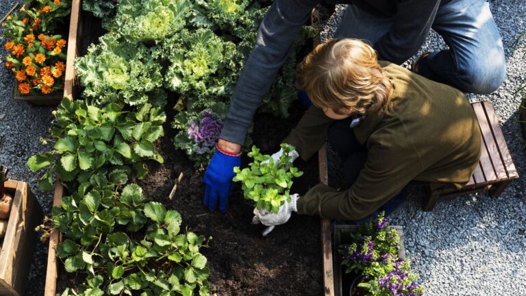 How to Plan a Vegetable Garden Layout Step-by-Step