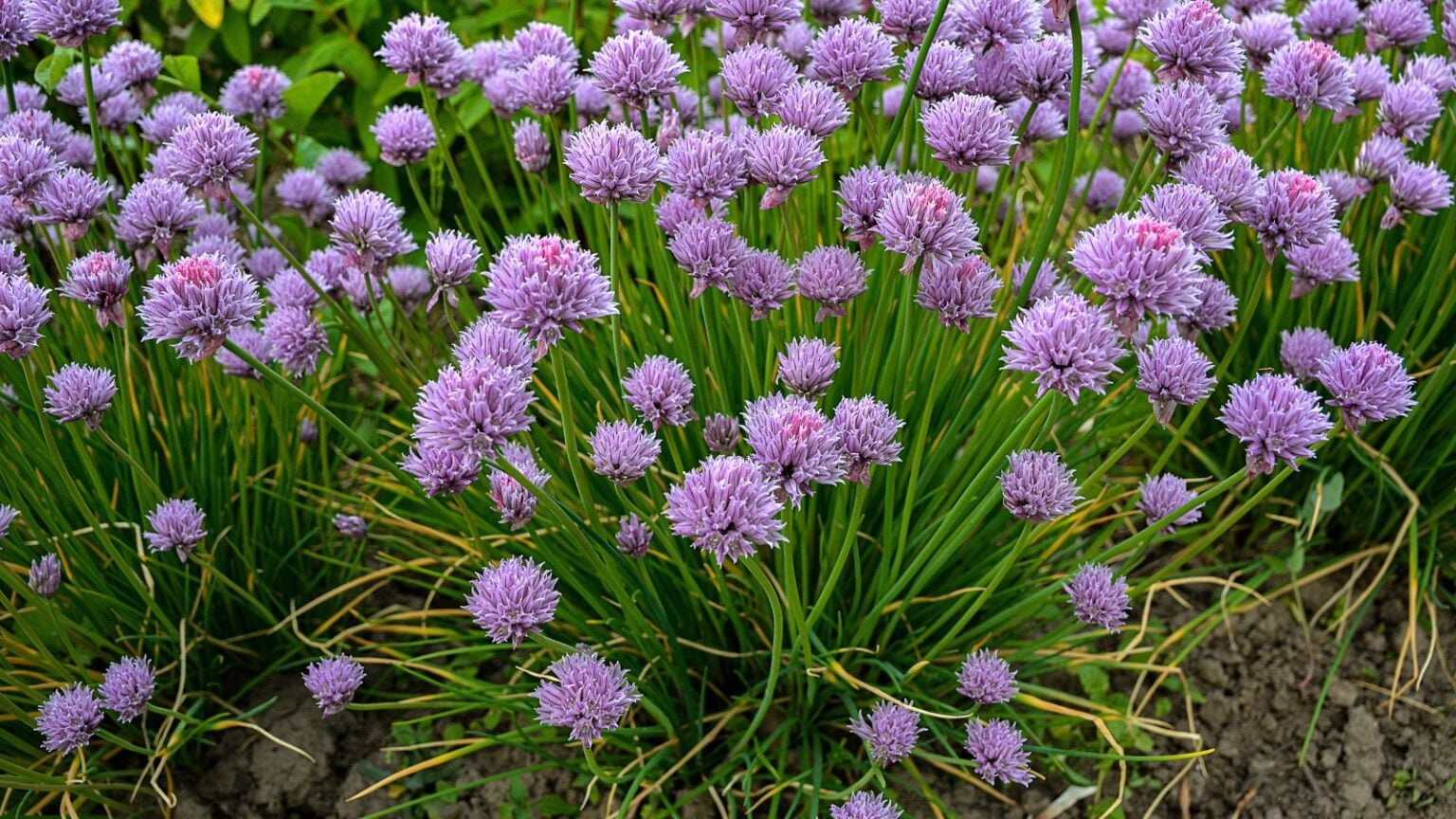 How to Plant, Grow, and Care for Chives