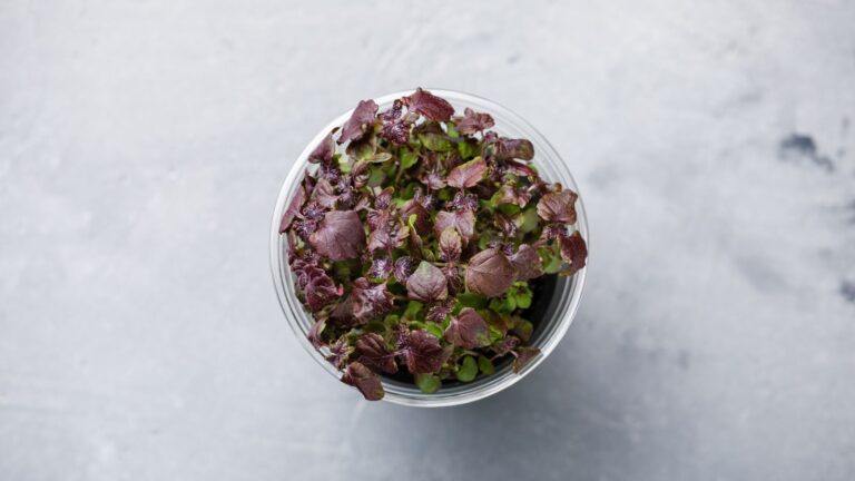 How to Grow Shiso Microgreens in 6 Easy Steps