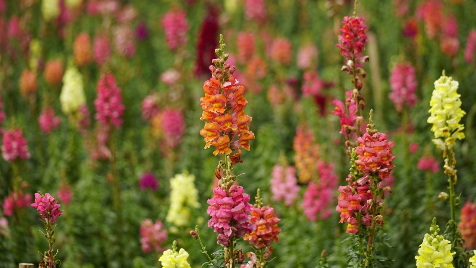 11 Wildflowers You Can Grow From Seed in January
