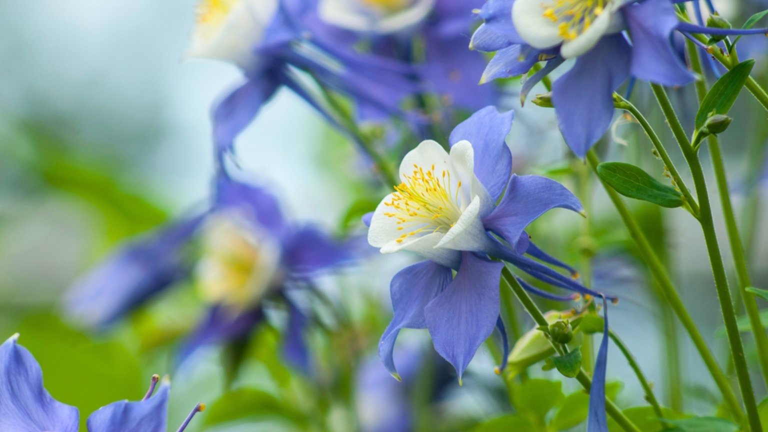 23 Native Wildflowers For Arizona Gardens