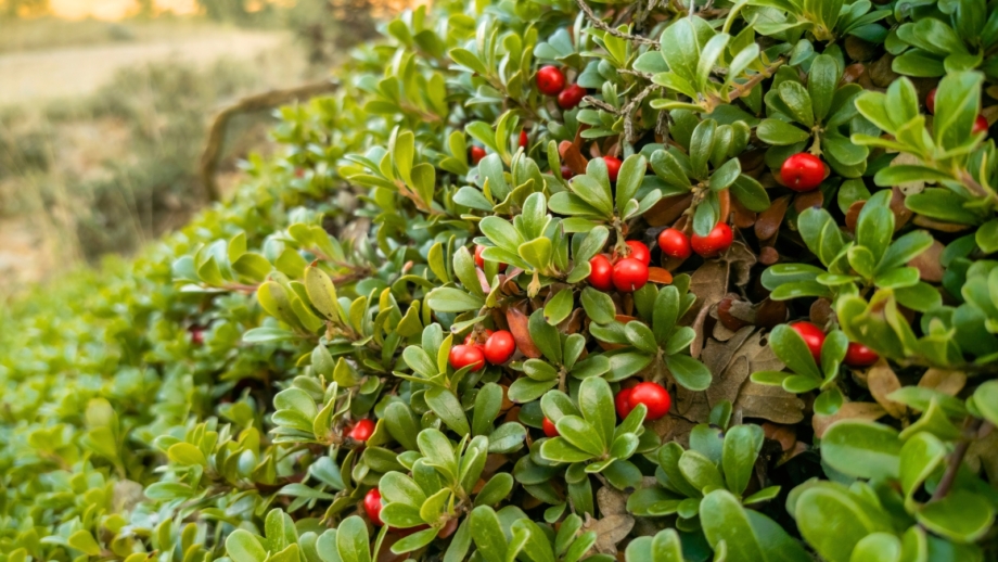 15 California Native Ground Cover Plants to Try This Year