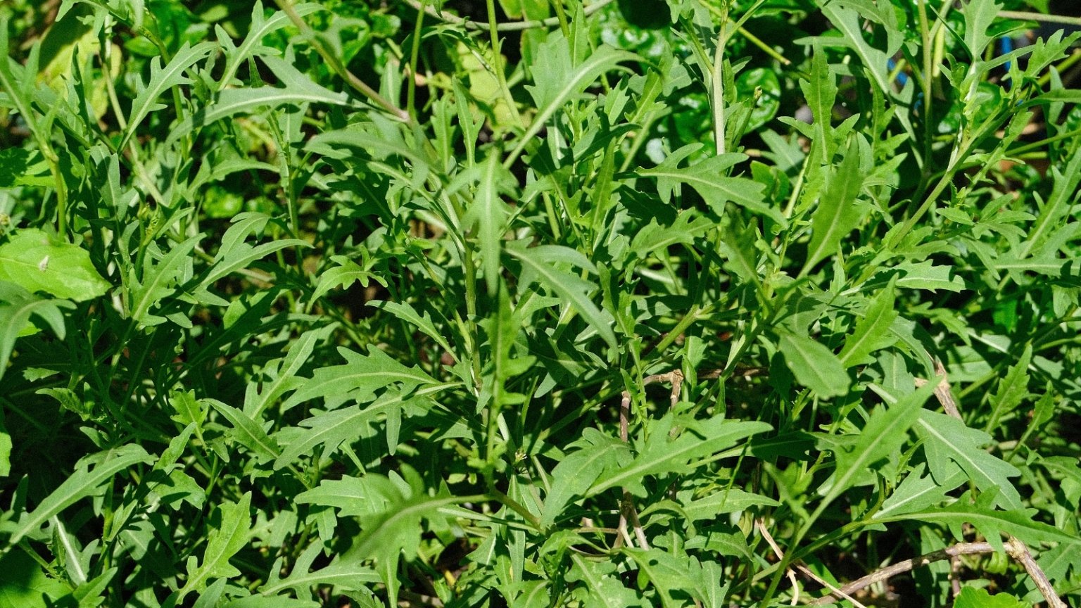 How to Plant, Grow, and Care for Arugula