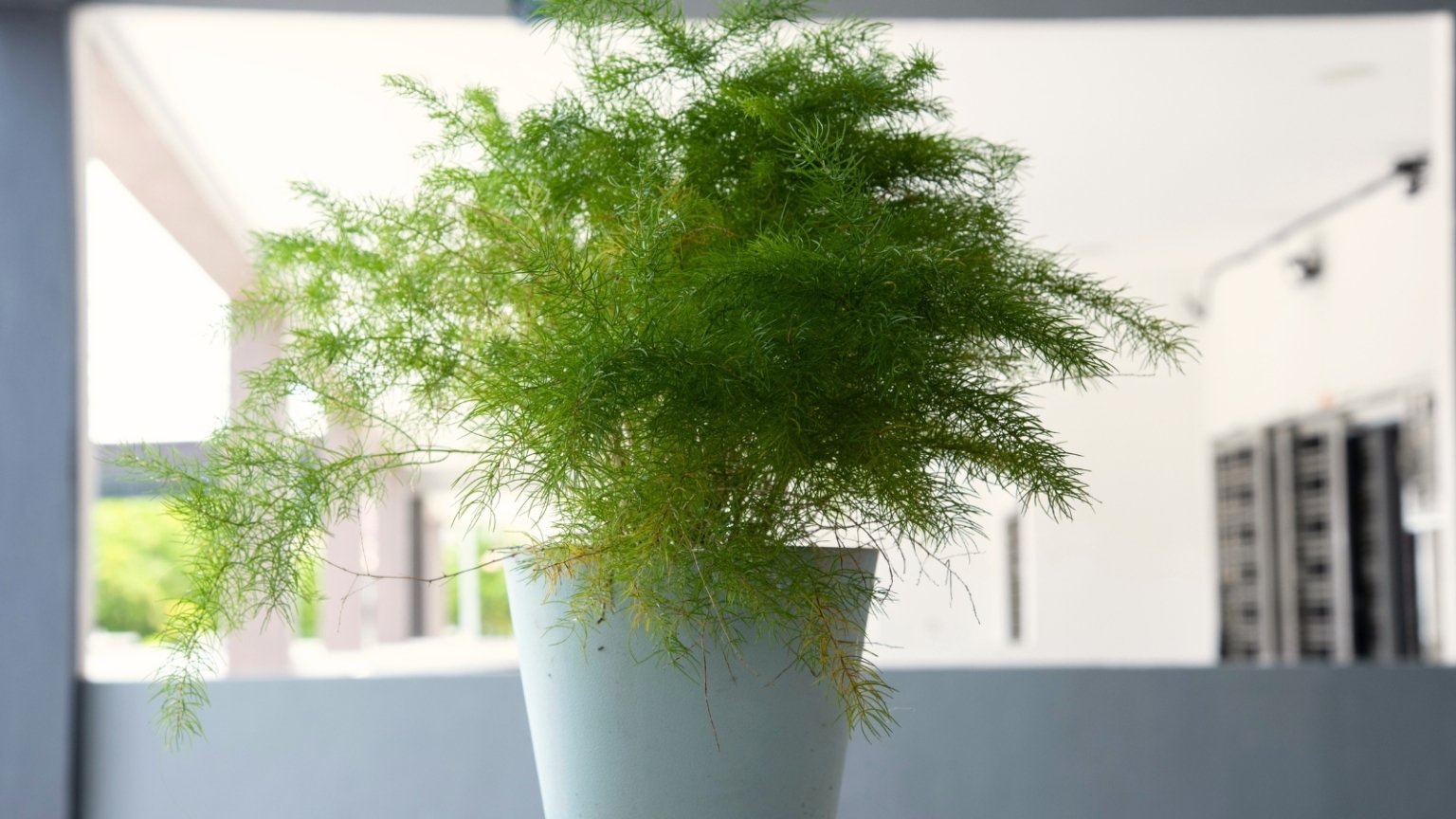 17 Best Houseplants for Allergy Sufferers
