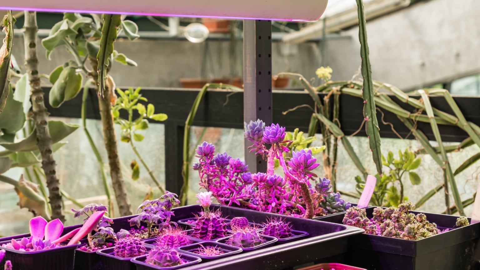 9 Reasons There are No Buds on Your Christmas Cactus This Year