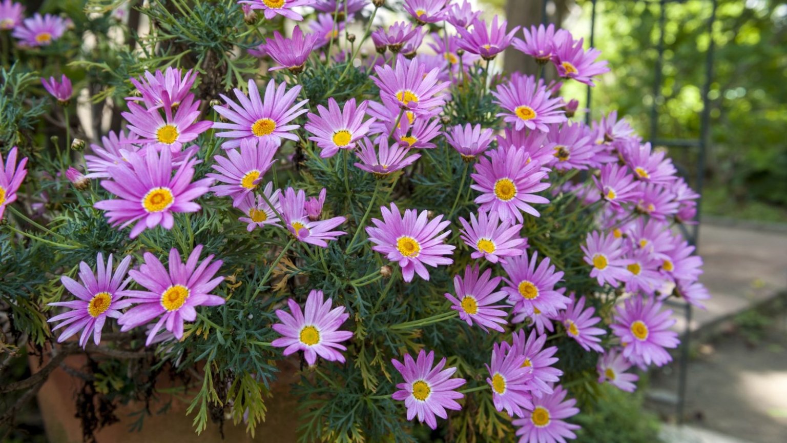 How to Plant, Grow, and Care for Asters