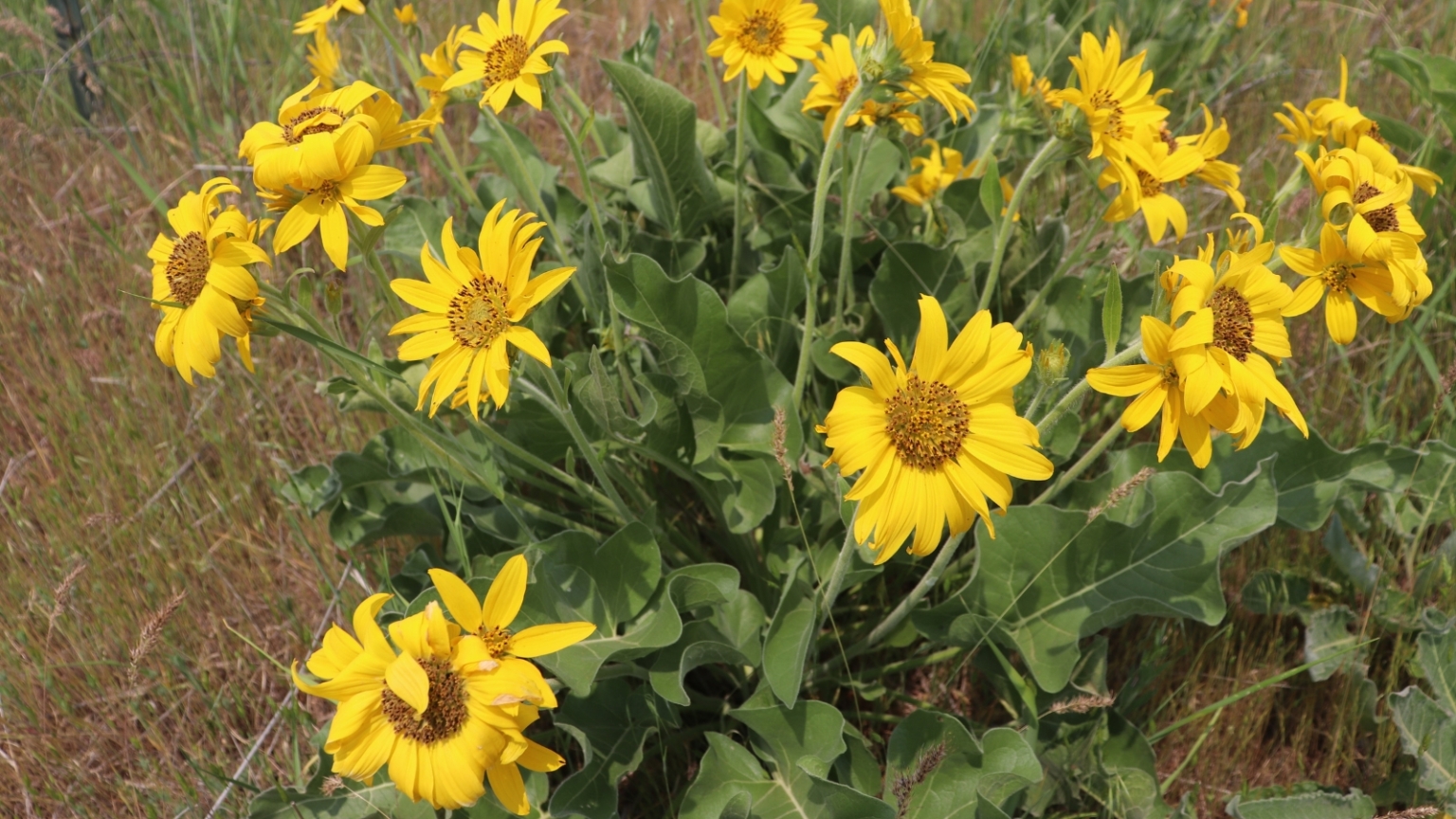 15 Native Wildflowers for Idaho Gardens