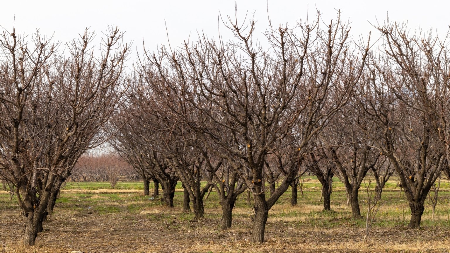 7 Steps to Prepare First Year Fruit Trees For Winter