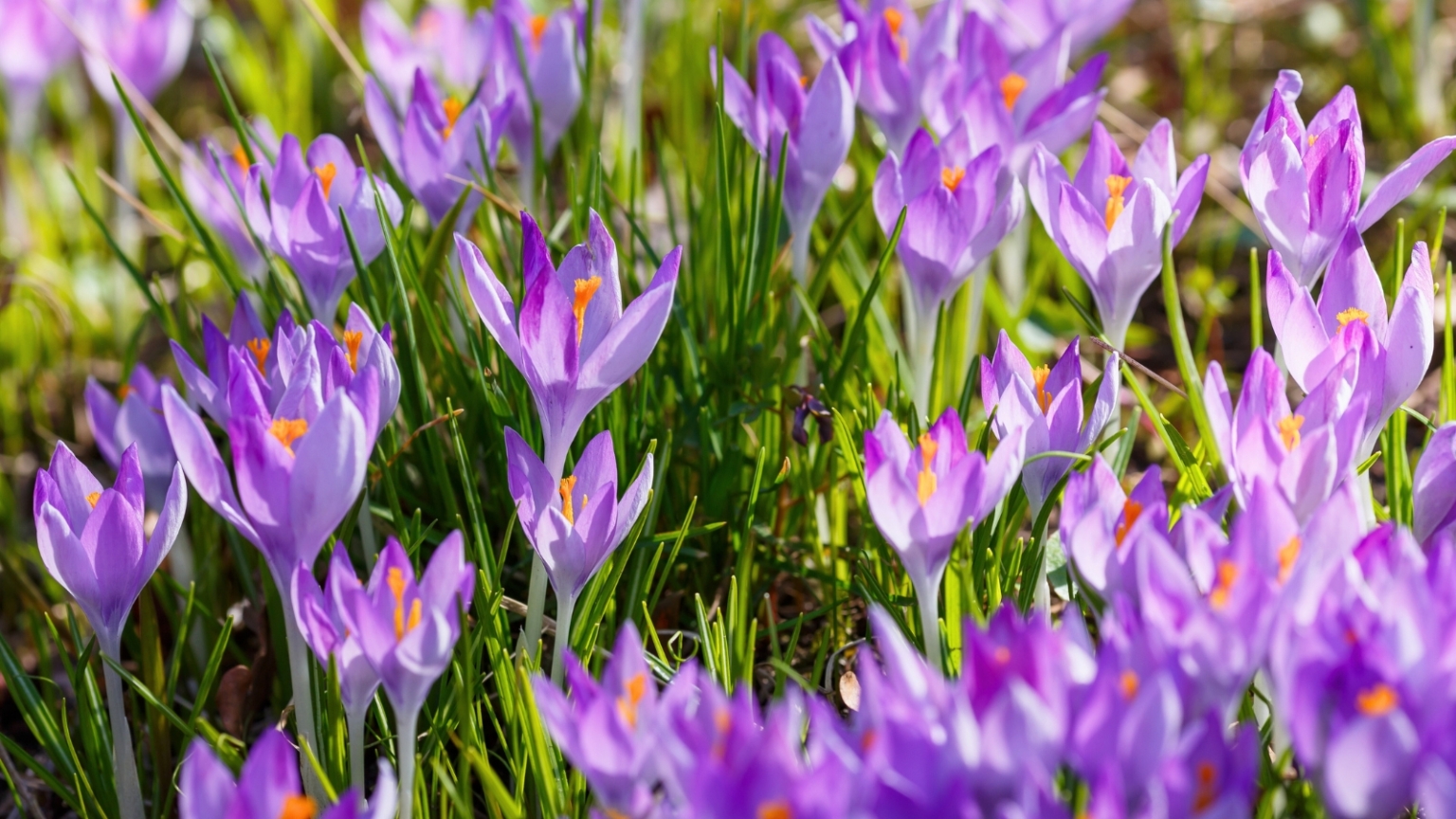 How to Plant, Grow, and Care for Crocus Flowers