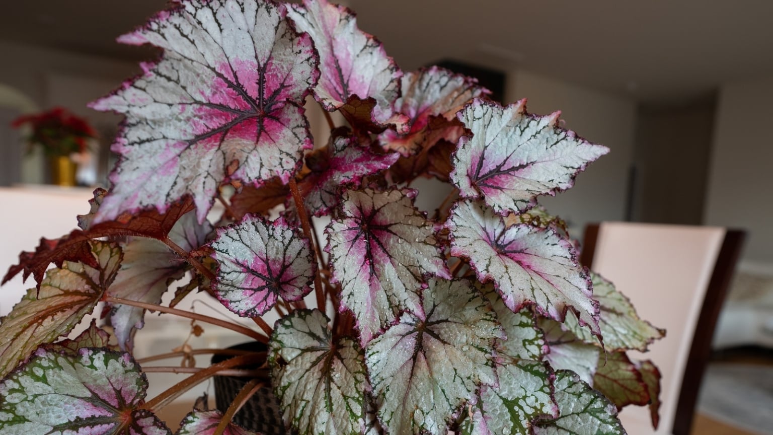 15 Tips For Growing Beautiful Begonias in Pots or Containers