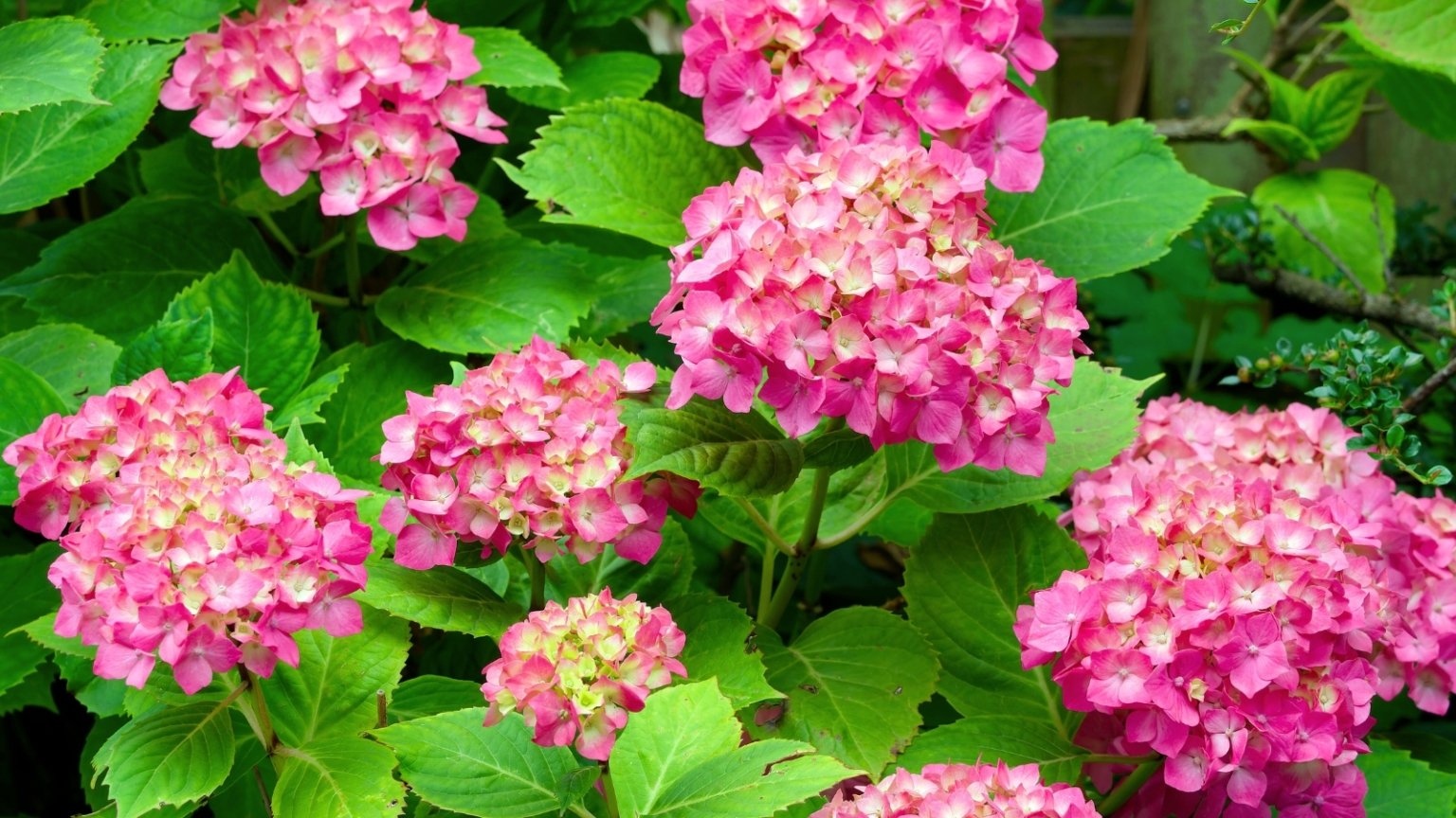 How Much Should You Cut Back Hydrangeas in Fall?