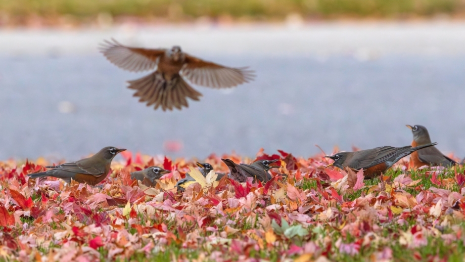 How to Leave the Leaves in Your Yard Without Creating A Mess: 7 Tips