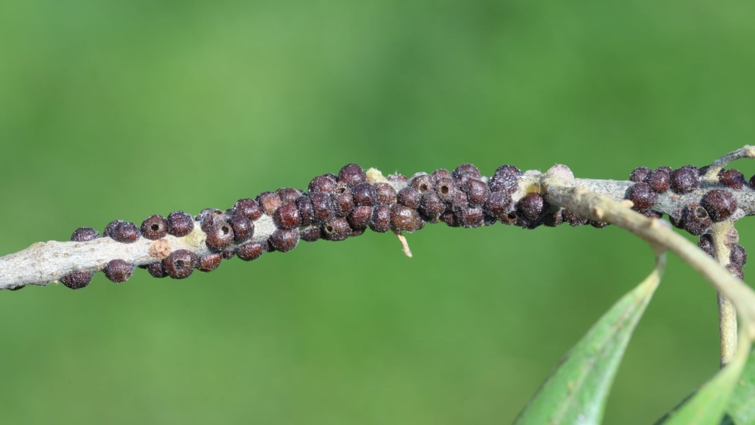 9 Citrus Tree Pests to Watch For This Season