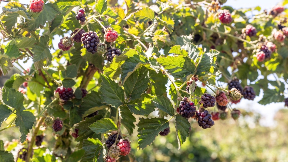 11 Cane Berries You Should Prune in November