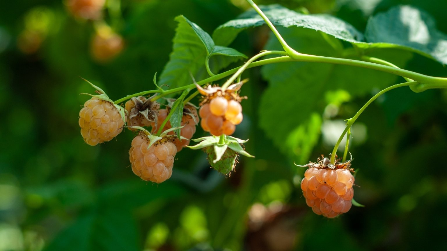 How to Plant, Grow, and Care for 'Fall Gold' Raspberry Bushes