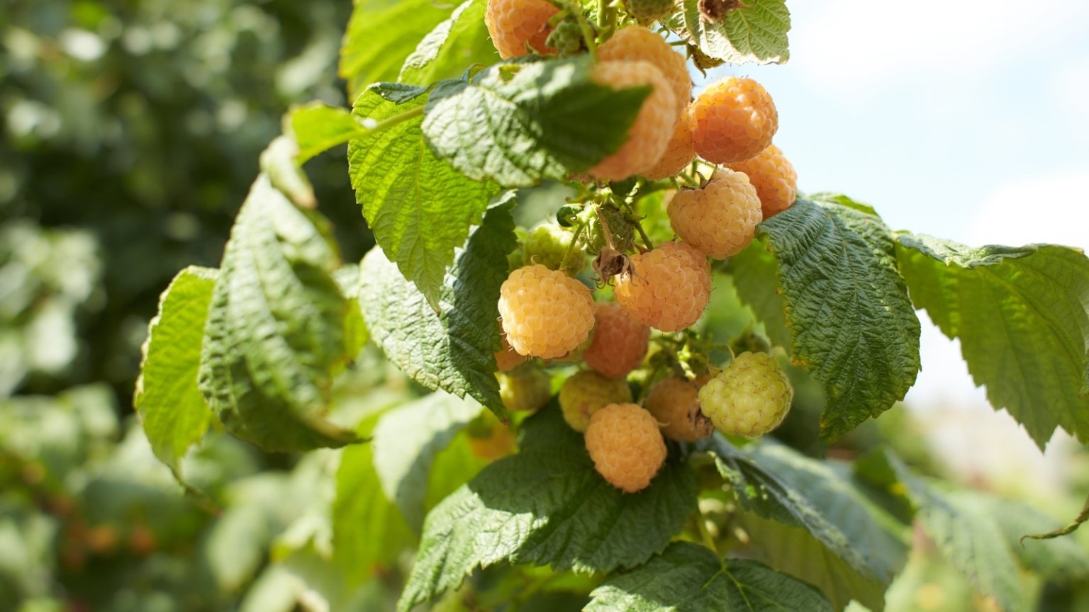 How to Plant, Grow, and Care for 'Fall Gold' Raspberry Bushes